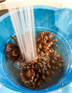 How to Clean Pine Cones for Crafting - Mimosas & Motherhood